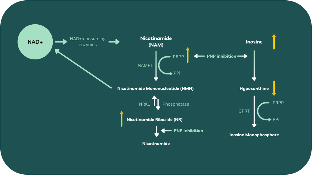 MetaShape Pharma Technology | Innovative NAD+ Restoration